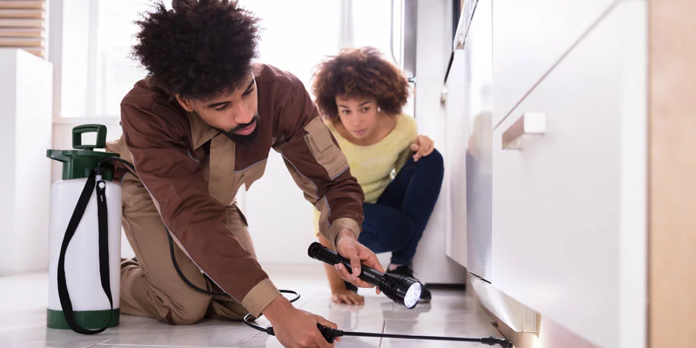 5 Property Management Pest Control Concerns and Their Solutions ...