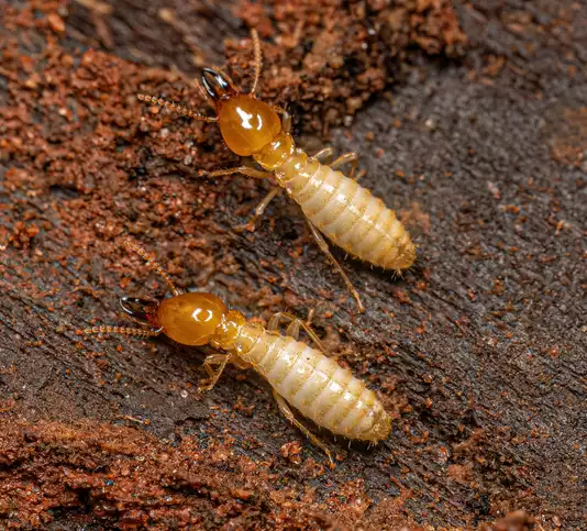 Termite Awareness Week: Tips from the Pros | Corbett Exterminating