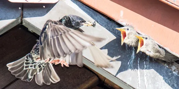 Pest Control Services | Exterminator | Corbett Exterminating